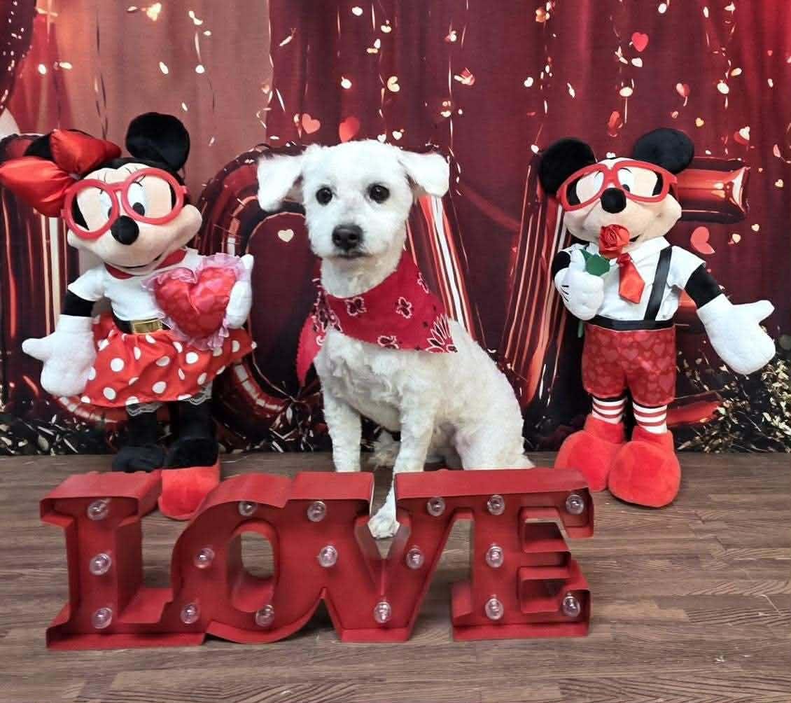 Adopt Coco Today - Pets TheCountyOffice