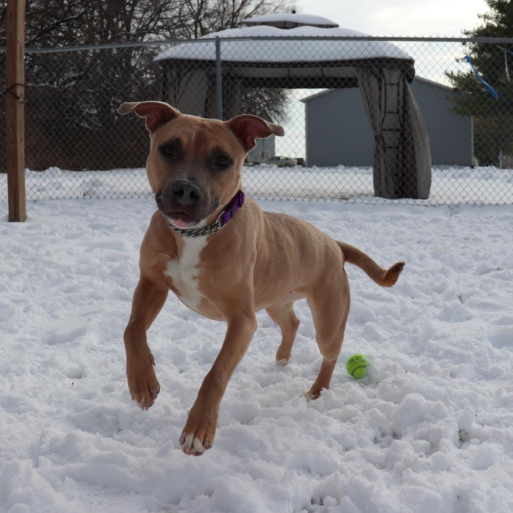 Adopt Monterey Jack Today - Pets TheCountyOffice