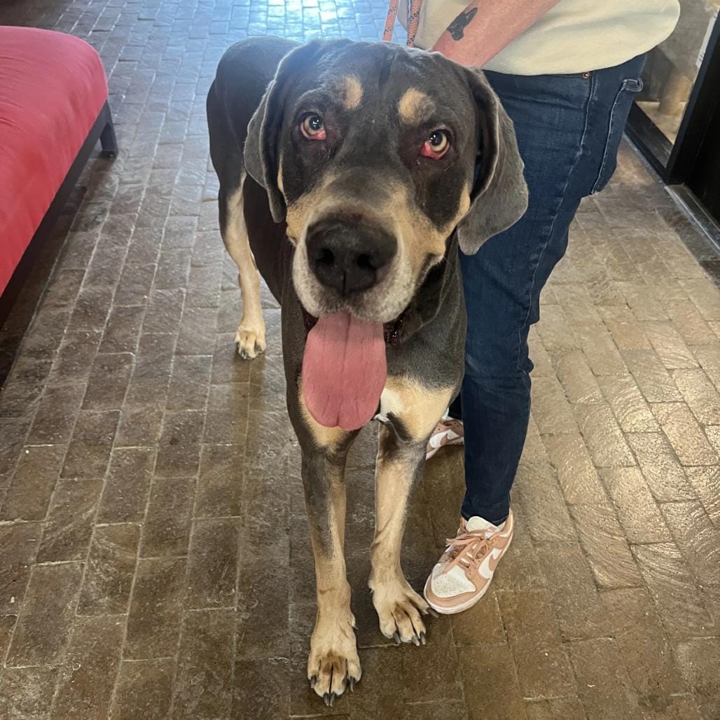 Adopt Samson Today - Pets TheCountyOffice