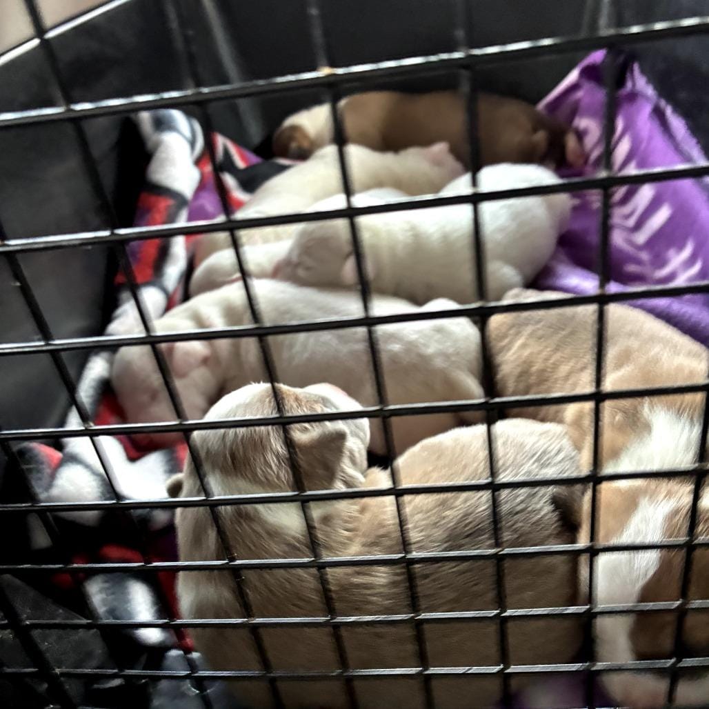 Adopt Mitchell Today - Pets TheCountyOffice