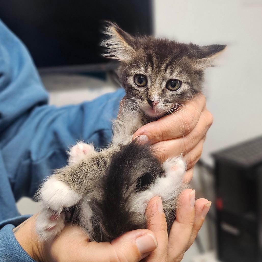 Adopt Abigail Today - Pets TheCountyOffice