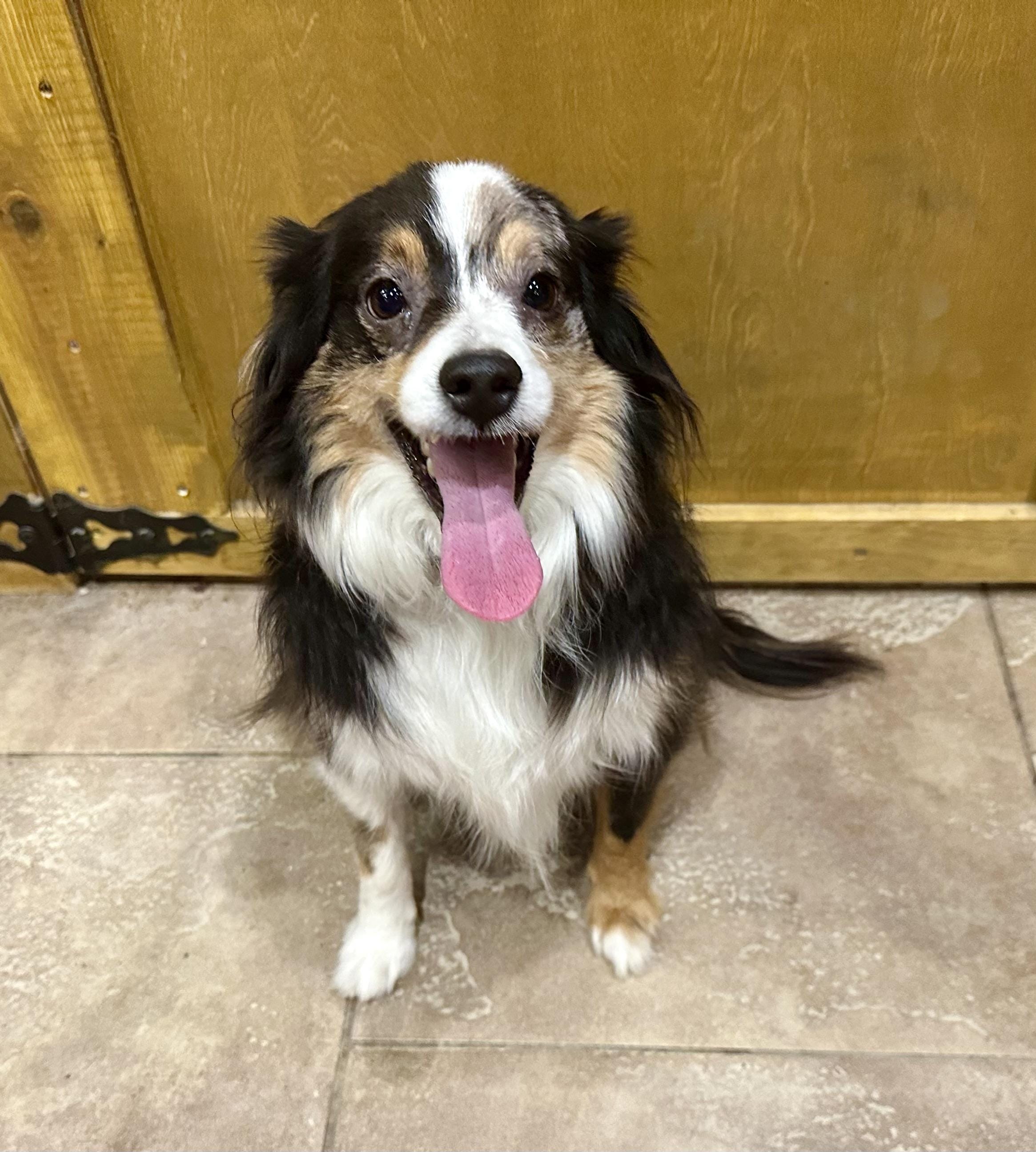 Adopt ONLY 18 POUNDS. SOOOOO CUTE Today - Pets TheCountyOffice