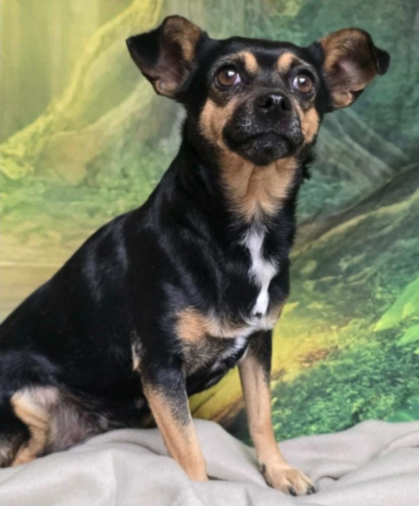 Adopt Annie Oakley Today - Pets TheCountyOffice