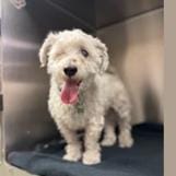 Adopt Buddy Today - Pets TheCountyOffice