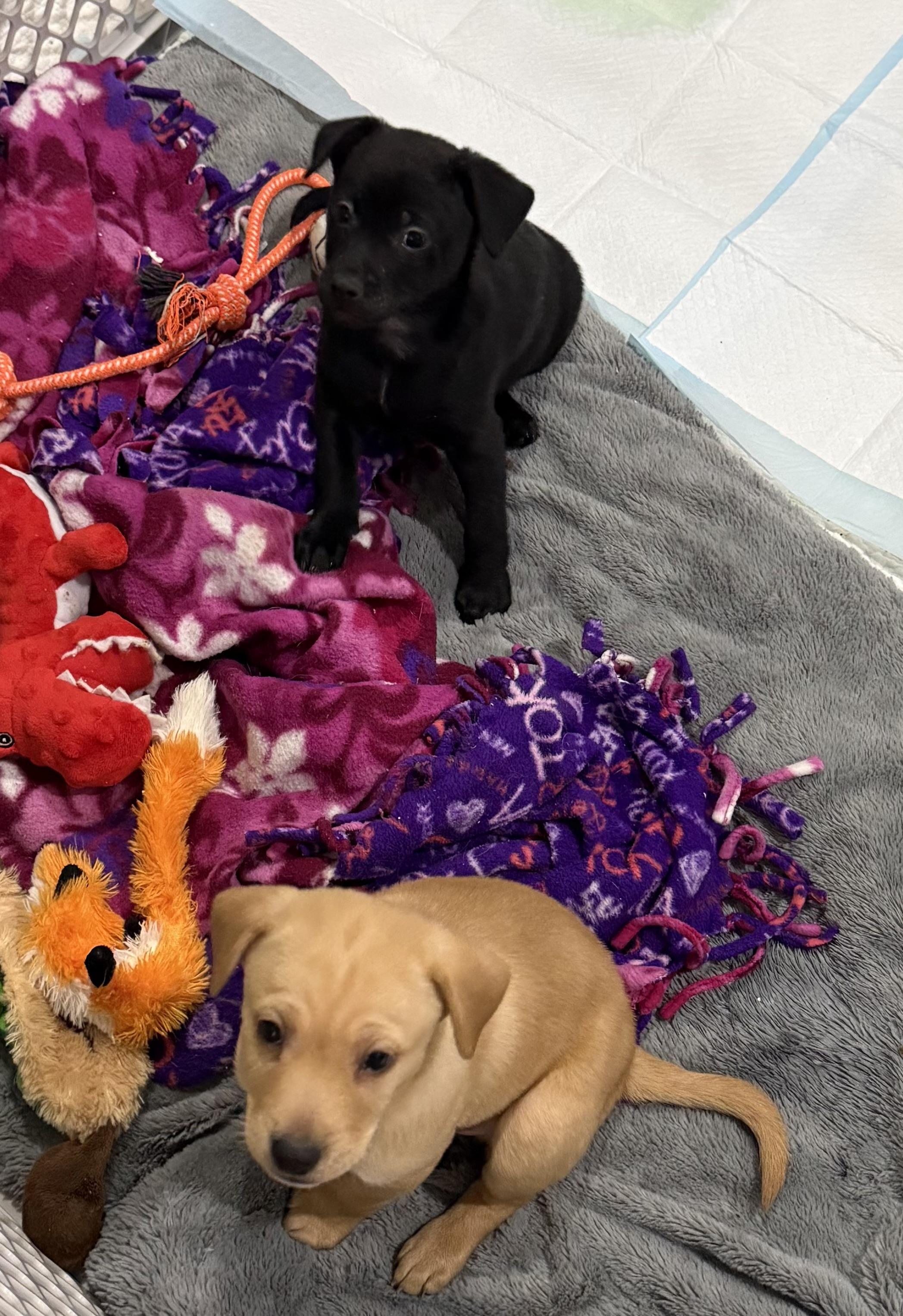 Adopt Ellie Today - Pets TheCountyOffice