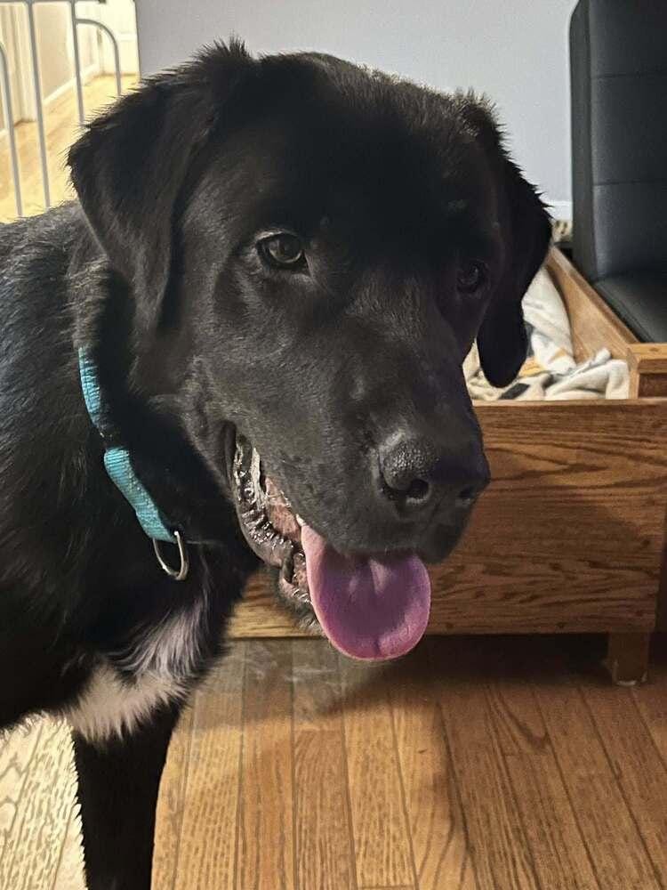 Adopt CHEETOS Today - Pets TheCountyOffice