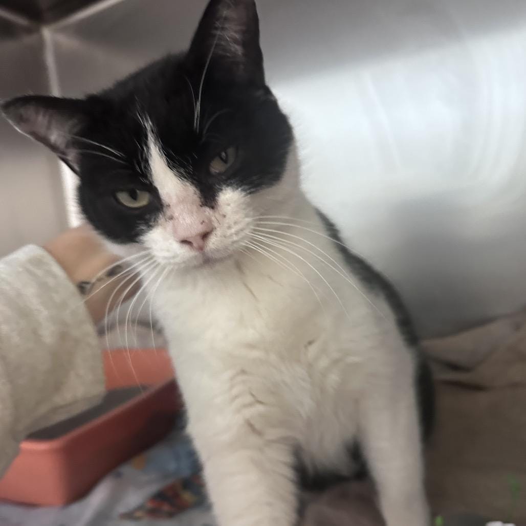 Adopt 01/17/2026-Stray-RoseMontApartments-"Merlin" Today - Pets ...