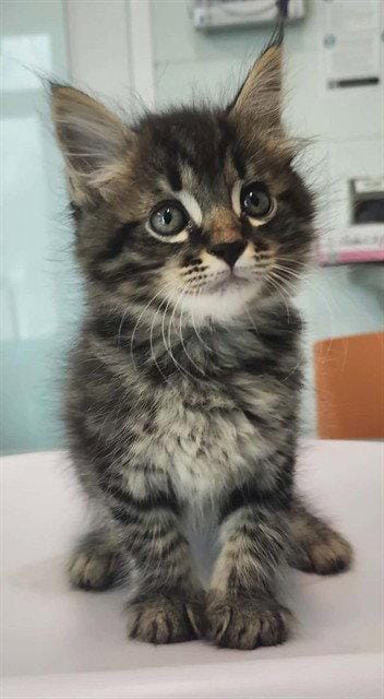 Adopt Boyce Today - Pets TheCountyOffice
