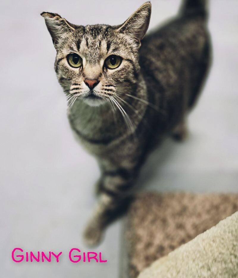 Adopt Ginny Girl Today - Pets TheCountyOffice