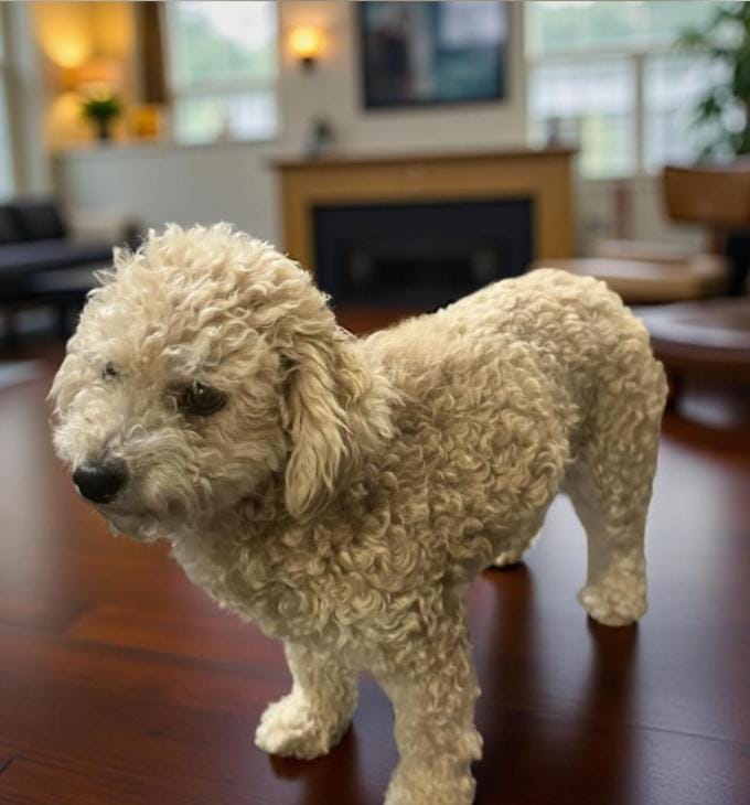 Adopt Cream Puff Today - Pets TheCountyOffice