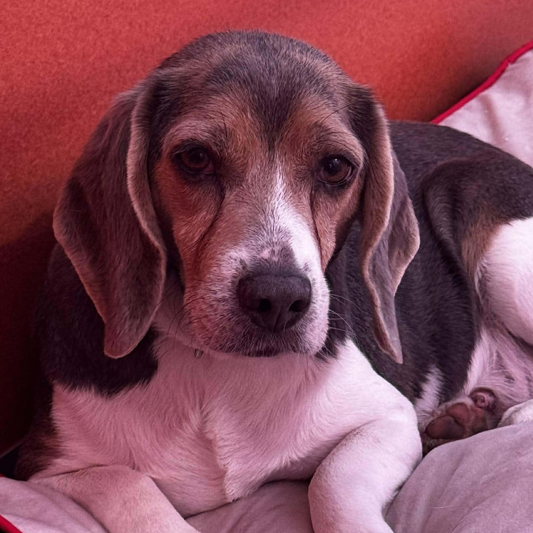 Adopt Honey Today - Pets TheCountyOffice