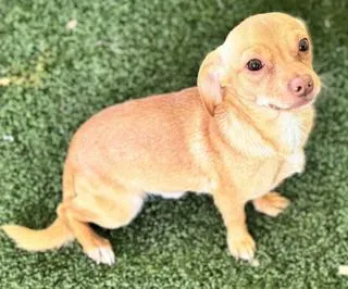 Adopt Charles Today - Pets TheCountyOffice