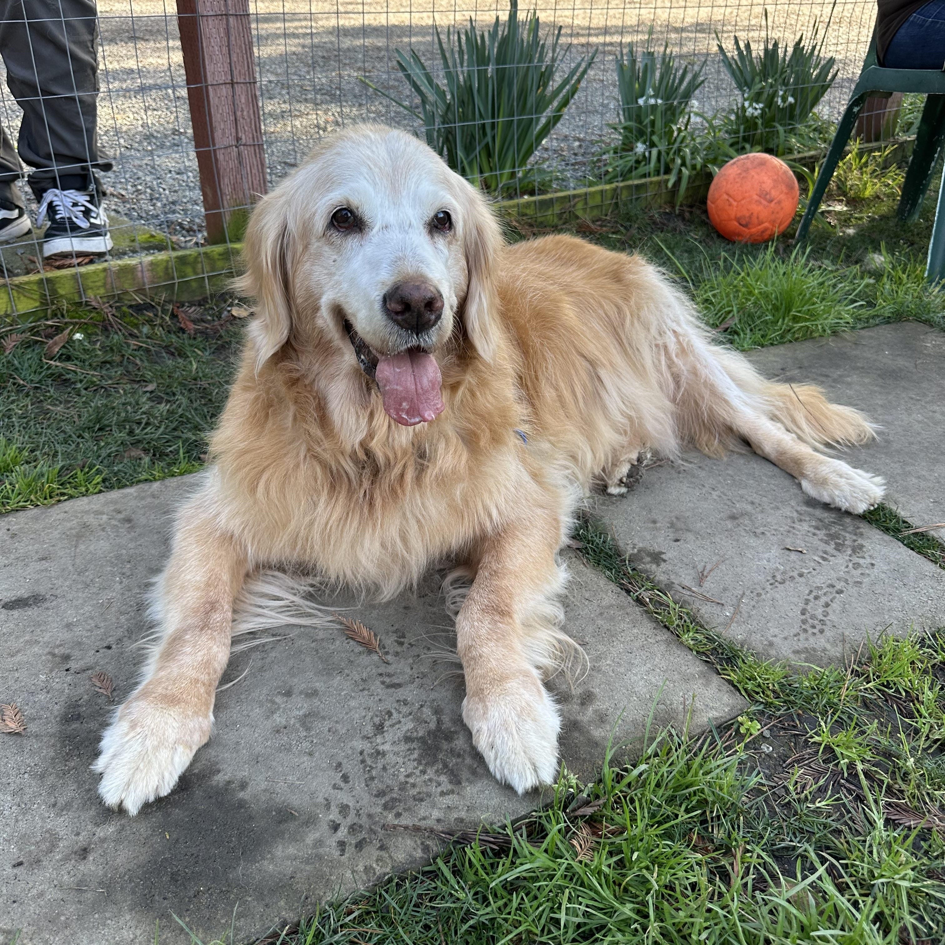 Adopt Goldie Today - Pets TheCountyOffice