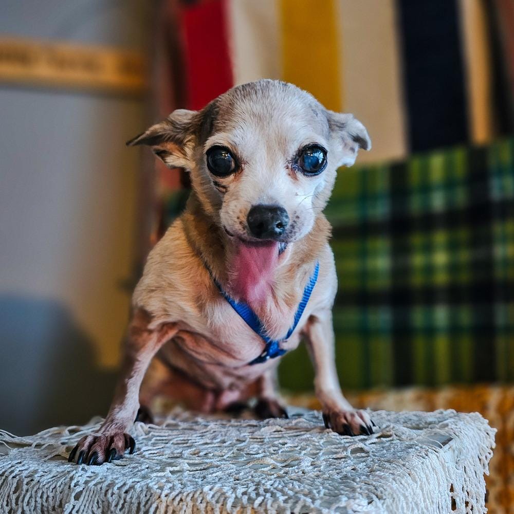 Adopt Cha Cha Today - Pets TheCountyOffice