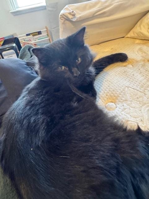 Adopt Oreo Today - Pets TheCountyOffice