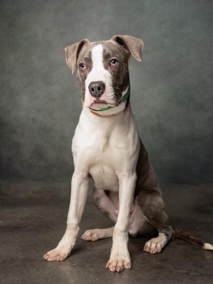 Adopt Shrug Today - Pets TheCountyOffice