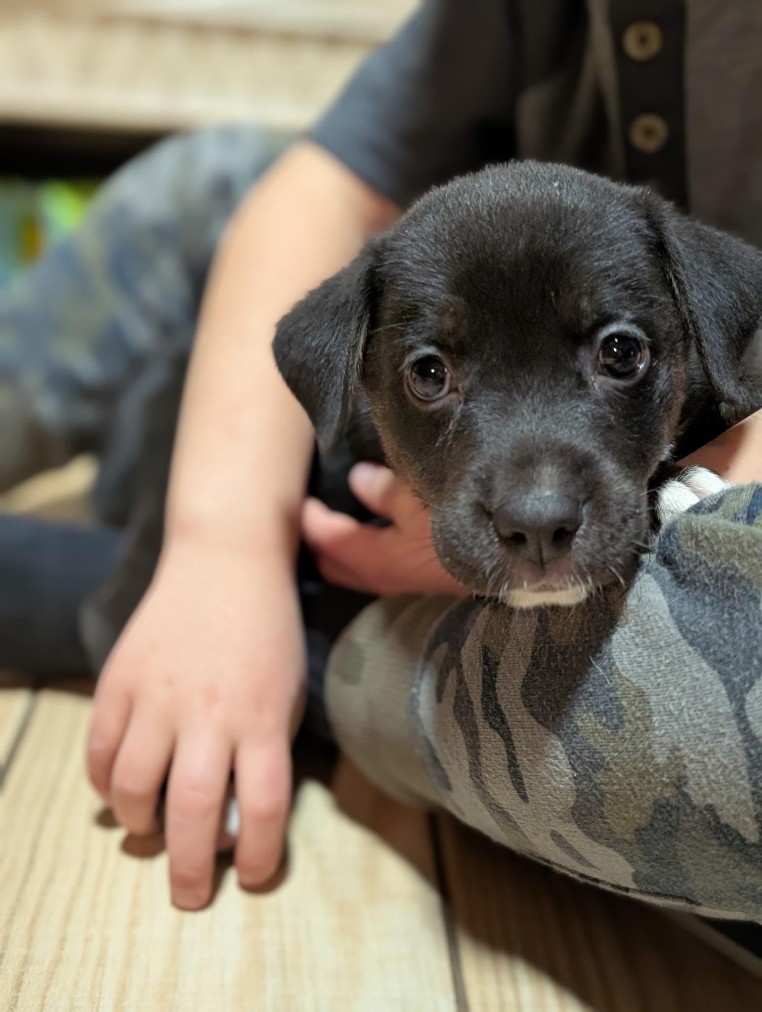 Adopt Gerald Today - Pets TheCountyOffice