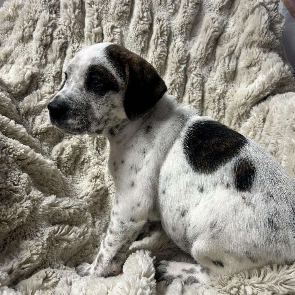 Adopt Frank Jr Jr Today - Pets TheCountyOffice