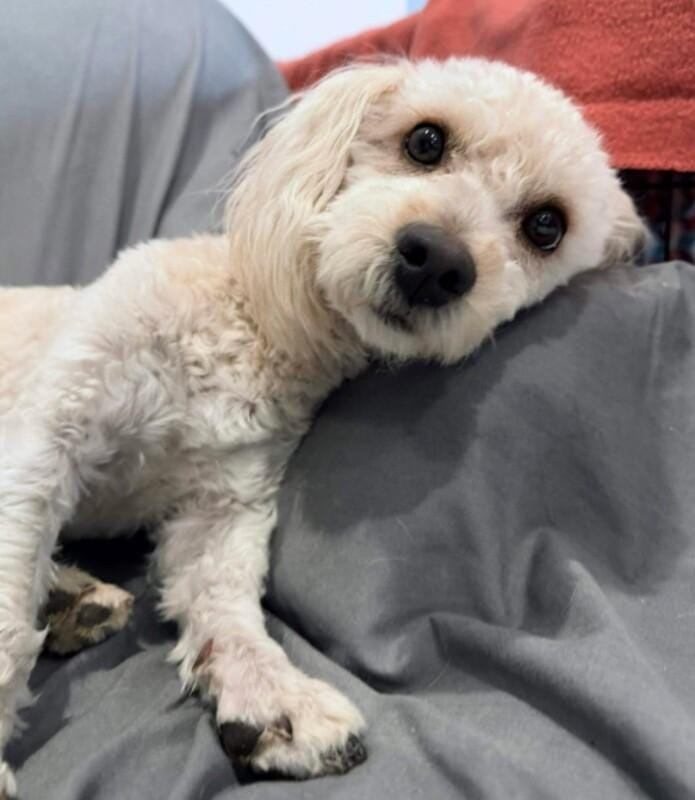 Adopt Priscilla Today - Pets TheCountyOffice