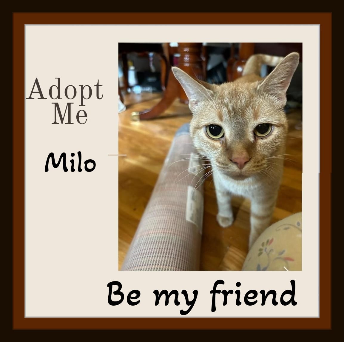 Adopt Milo - Huge Heart, Prefers Women, Lovey Today - Find Paw Pal