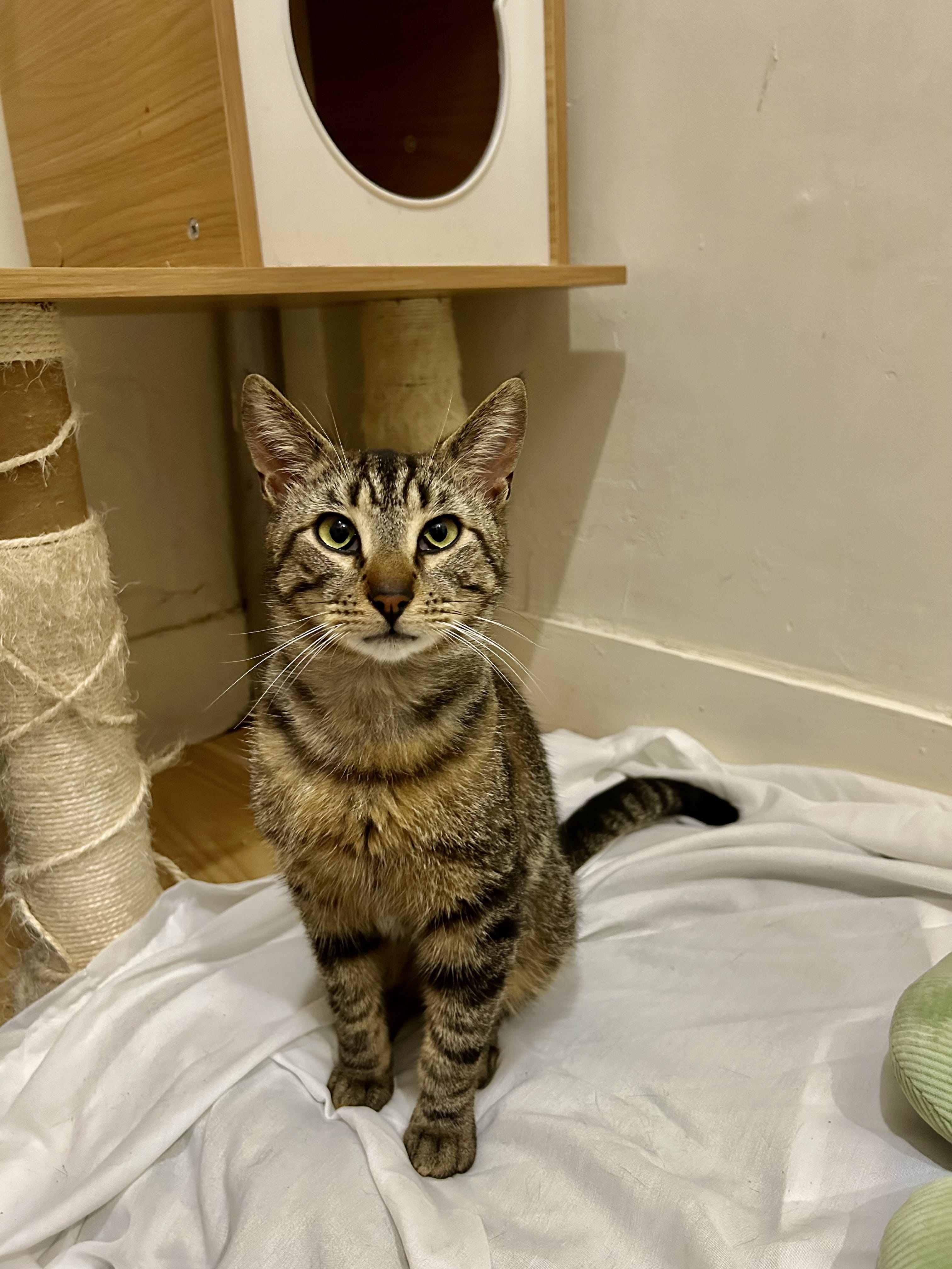 Adopt Bert Today - Pets TheCountyOffice