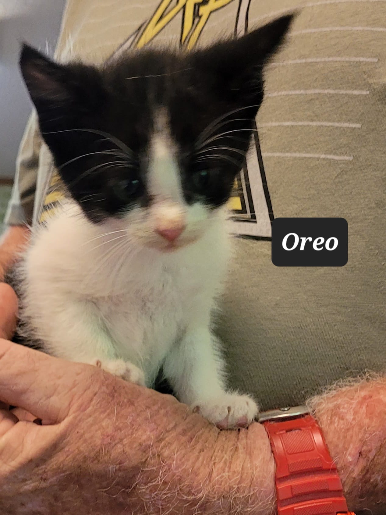 Adopt Oreo Today - Pets TheCountyOffice