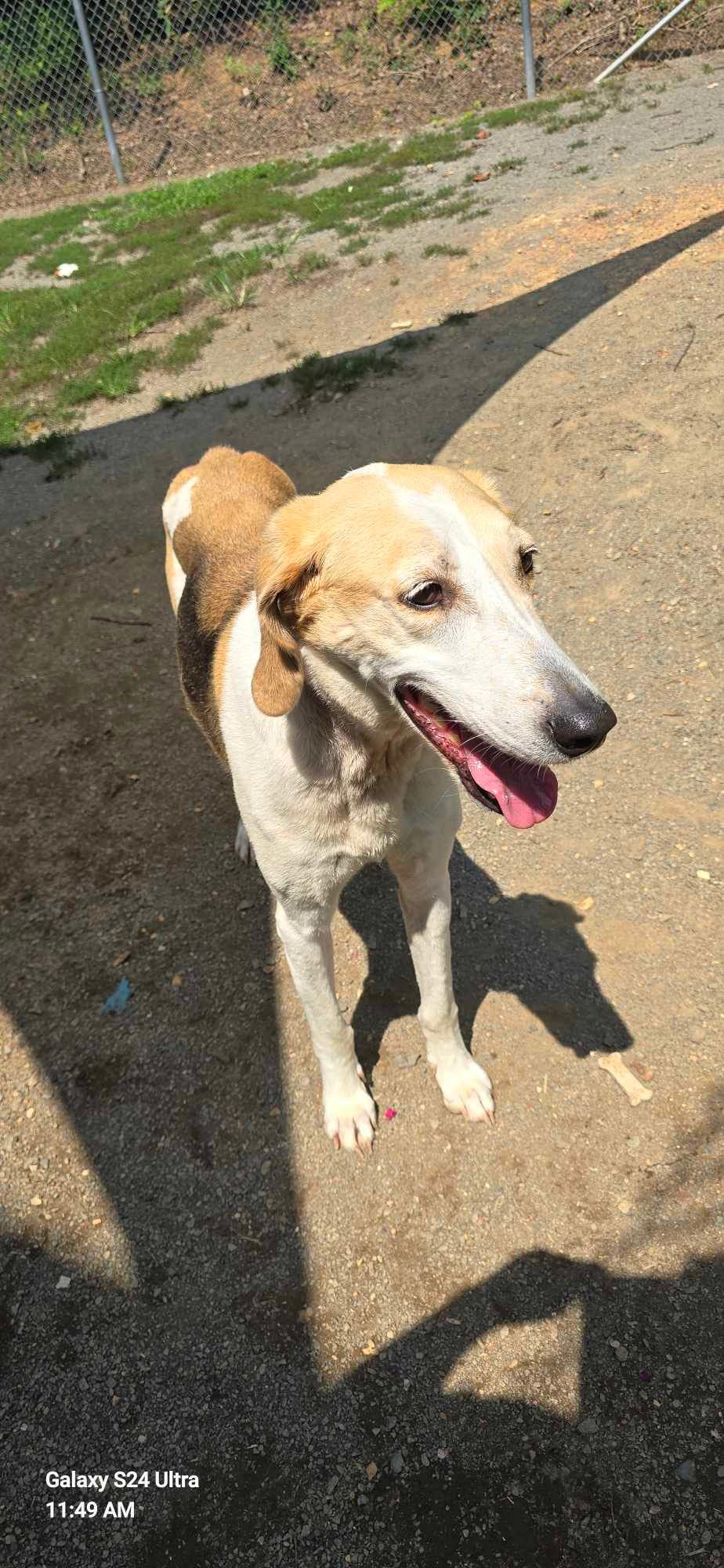 Animal Shelters in Corpus Christi, TX - Find Paw Pal