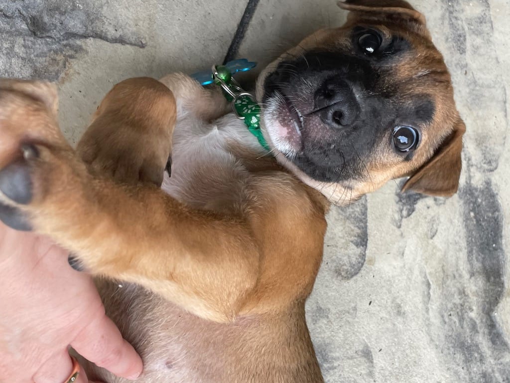 Adopt Meg March Today - Pets TheCountyOffice