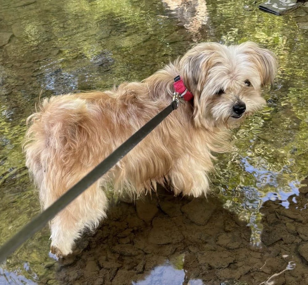 Adopt Daisy Mae Today - Pets TheCountyOffice