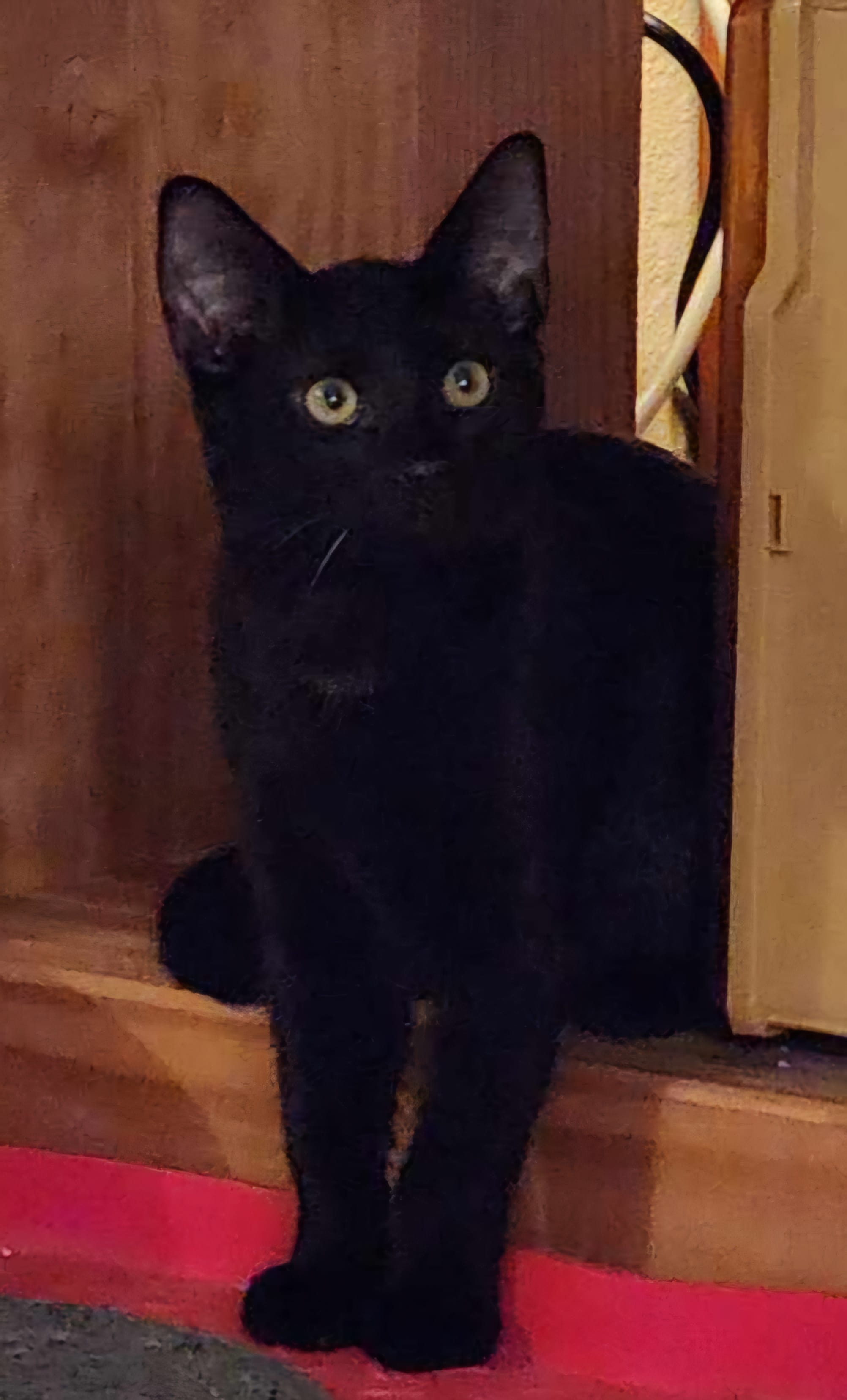 Adopt Arthur Today - Find Paw Pal