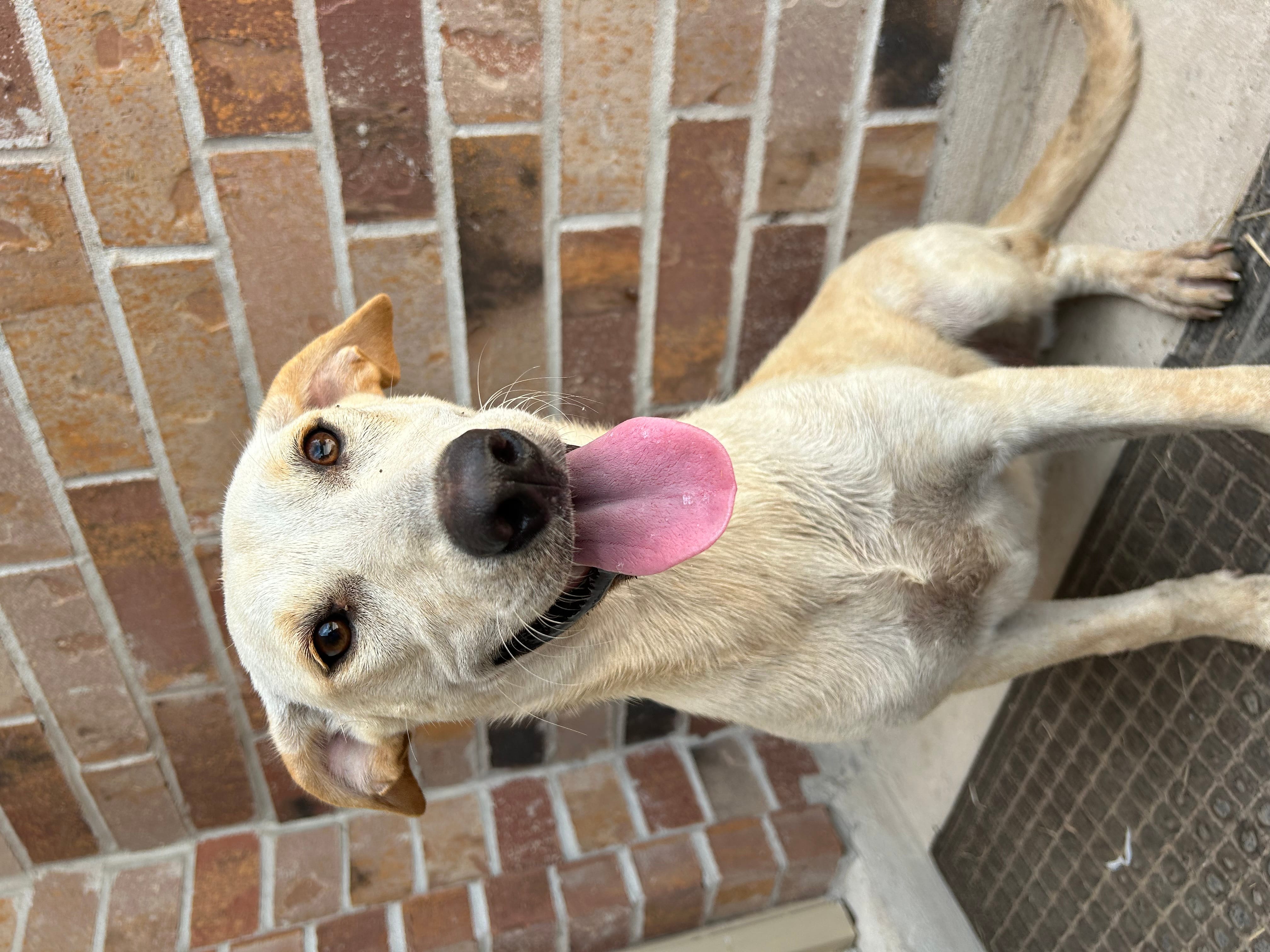 Animal Shelters in Ohio - Find Paw Pal
