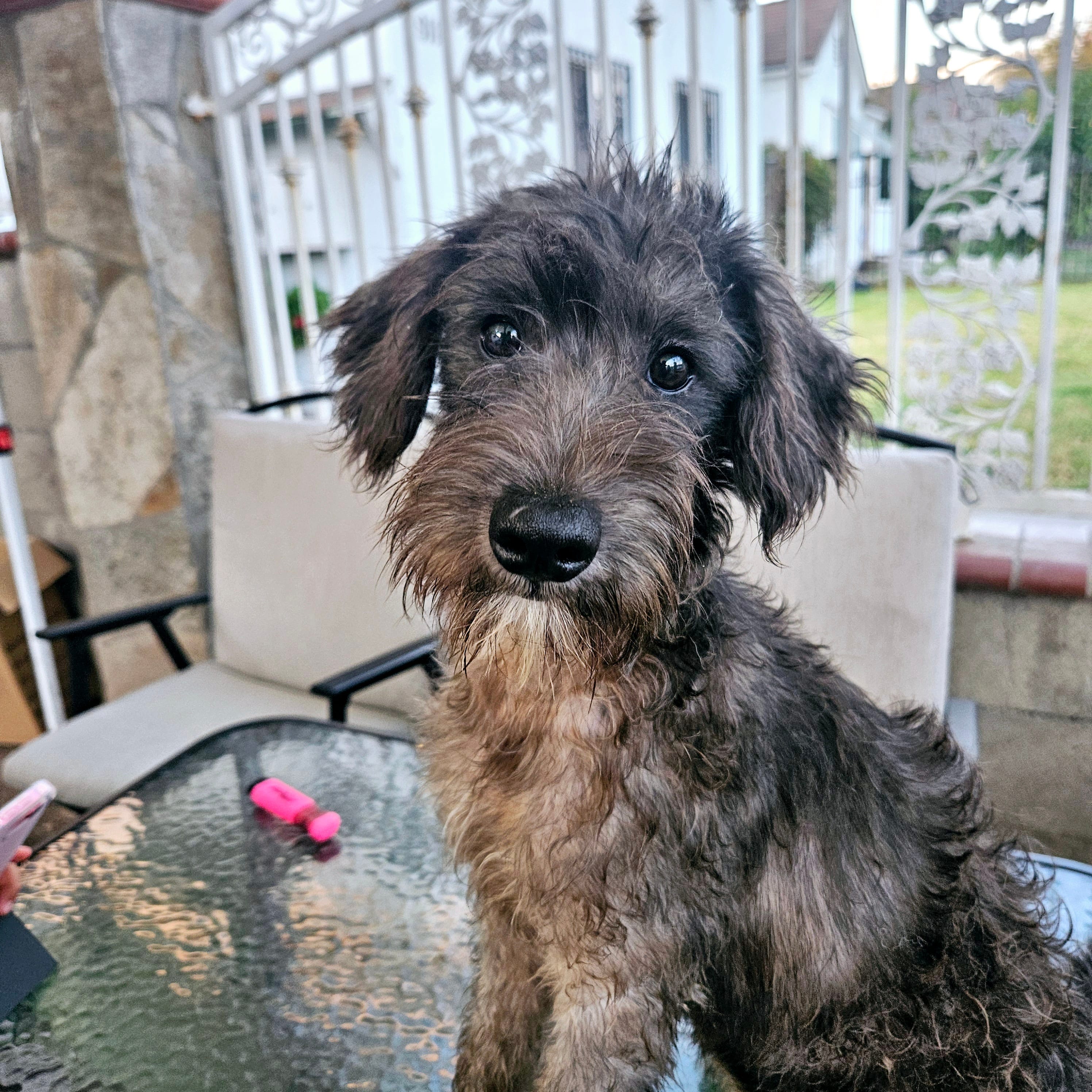 Adopt Brad Today - Pets TheCountyOffice