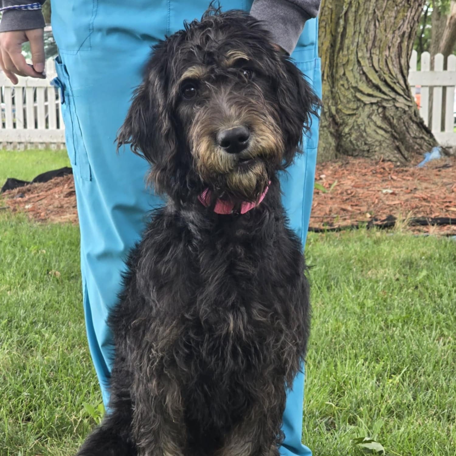 Adopt Mumble - Adoption Pending Today - Pets TheCountyOffice