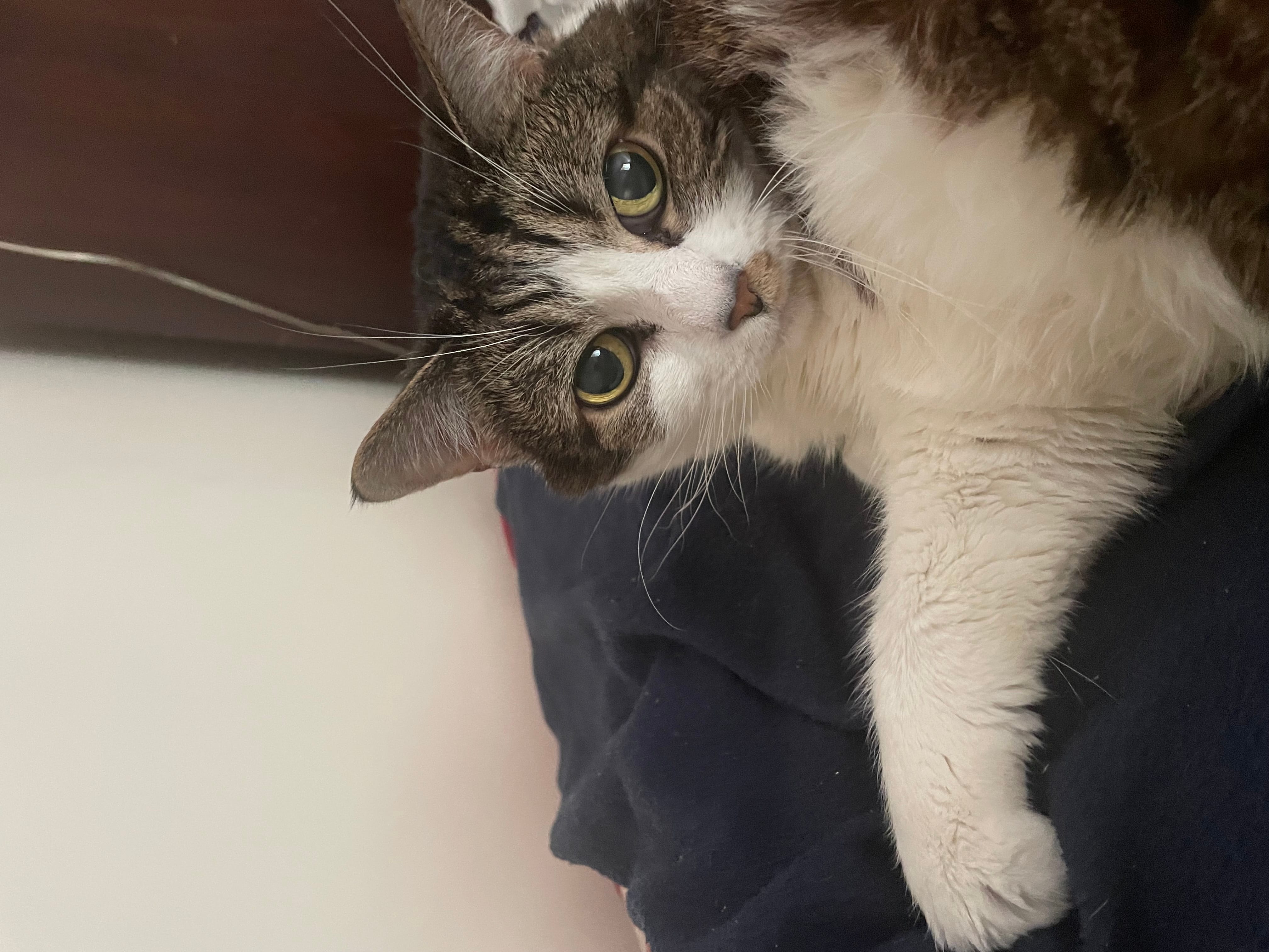 Adopt Kitty- ****Courtesy Post*** Today - Pets TheCountyOffice