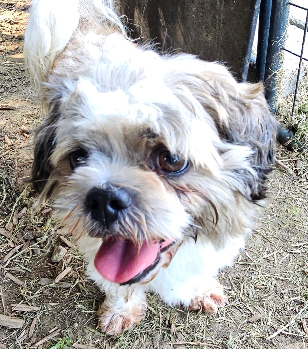 Adopt Sammy Today - Pets TheCountyOffice