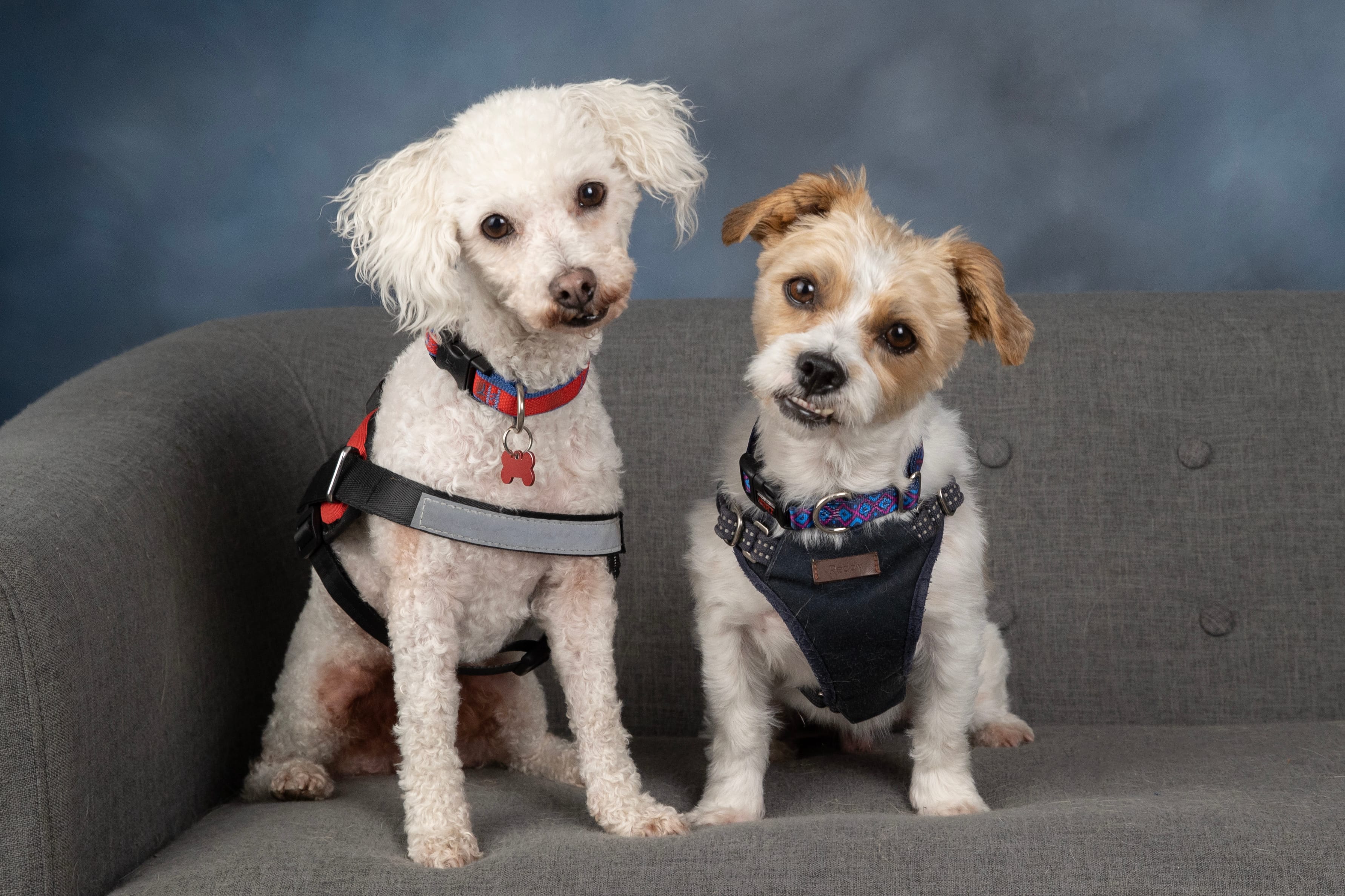 Adopt Bentley Today - Pets TheCountyOffice