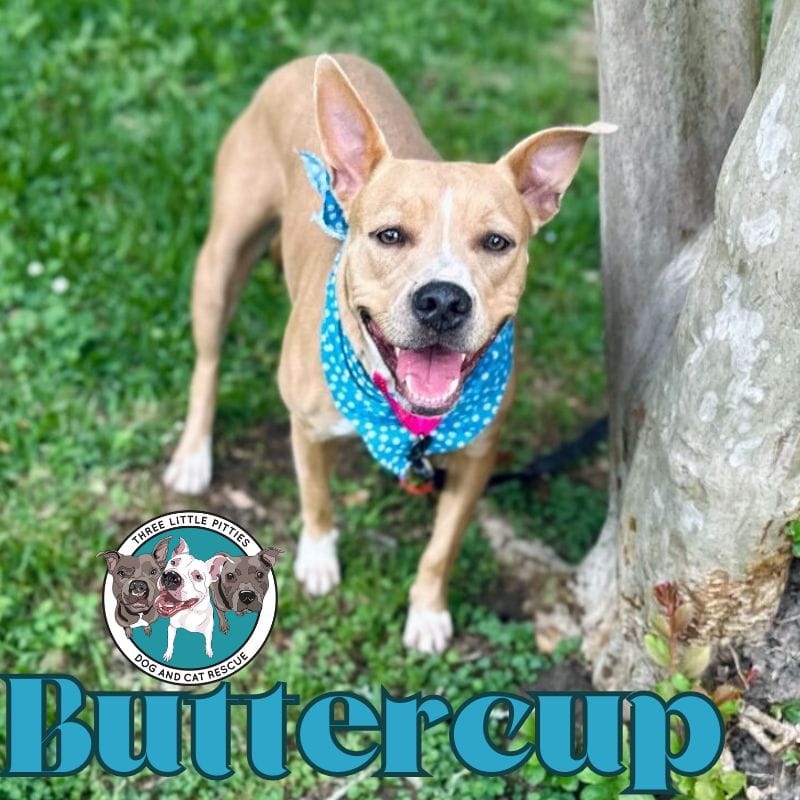 Adopt Princess Buttercup Powerpuff Girl Today - Pets TheCountyOffice