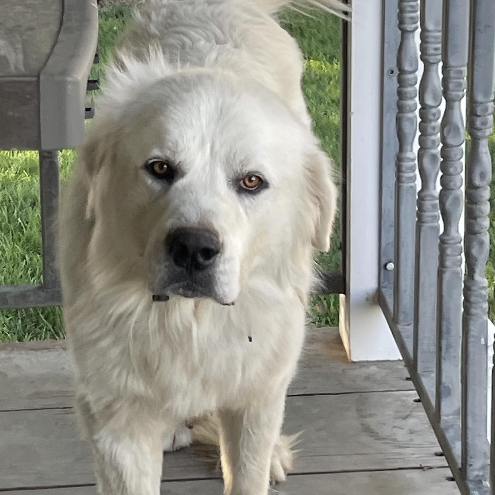 Adopt Oliver Today - Pets TheCountyOffice