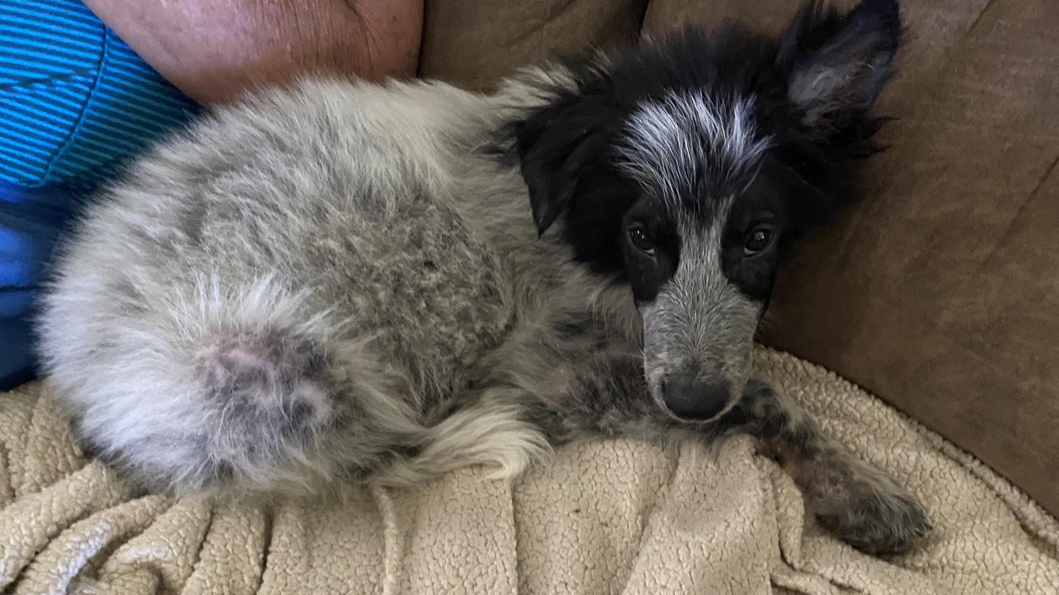 Adopt Skunk Today - Pets TheCountyOffice