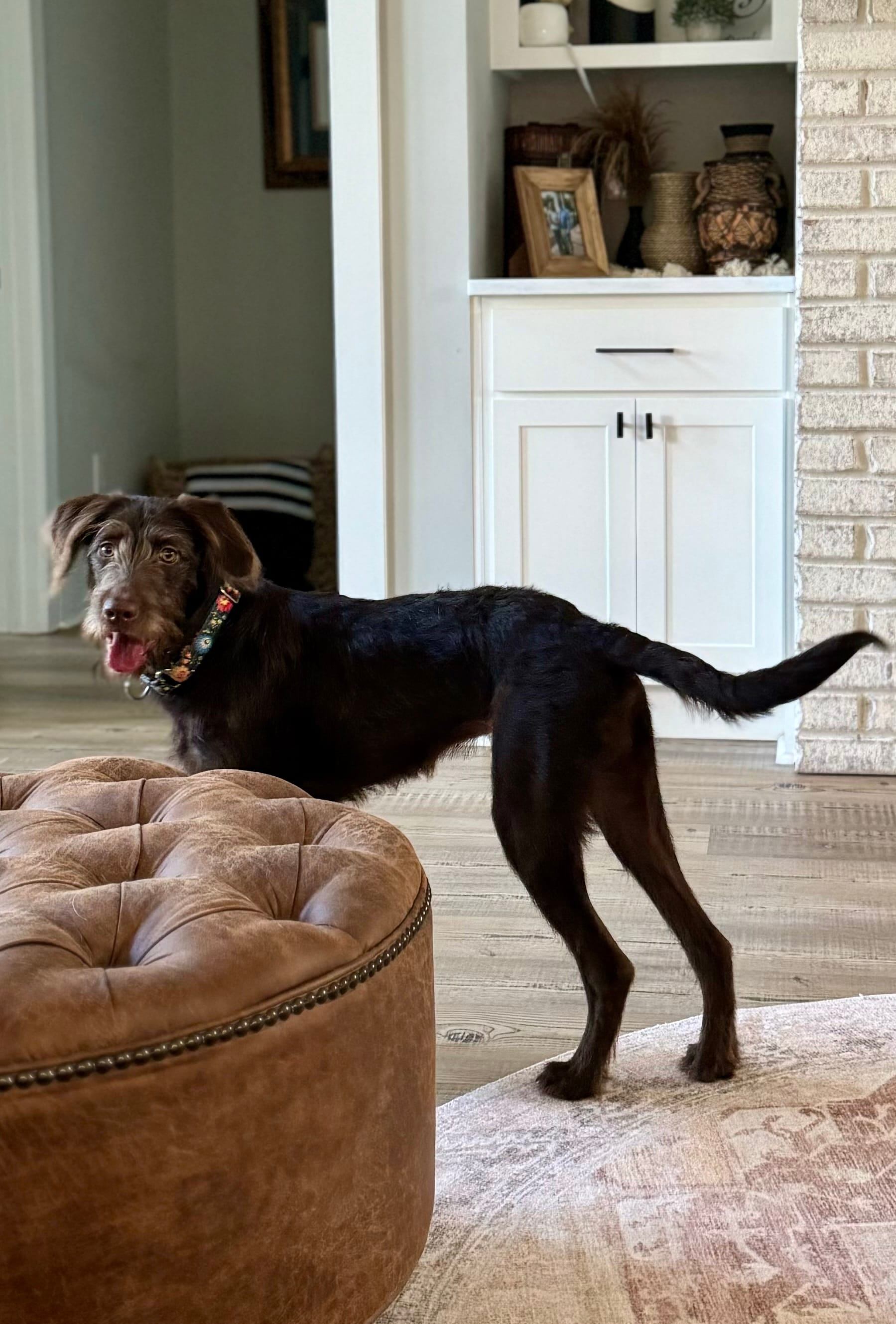 Animal Shelters in Gillette, WY - Find Paw Pal