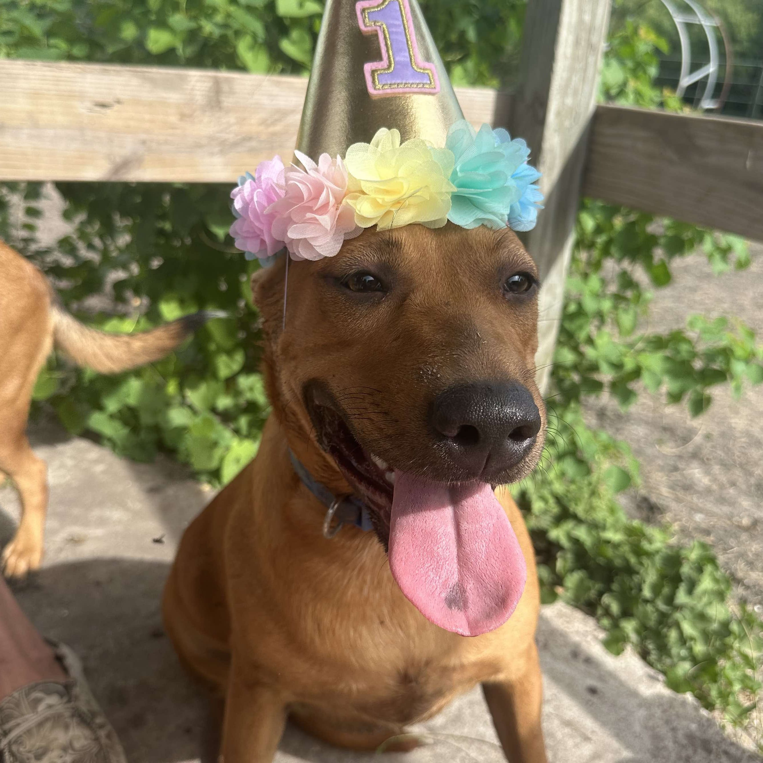 Adopt Itty Bitty Today - Pets TheCountyOffice