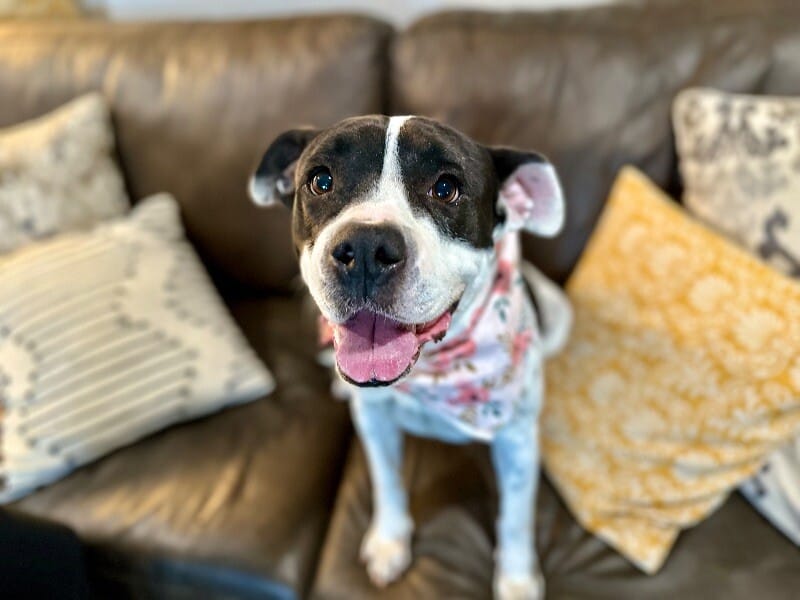 Adopt Fiona the Fabulous, Friendly Family Dog Today - Pets TheCountyOffice