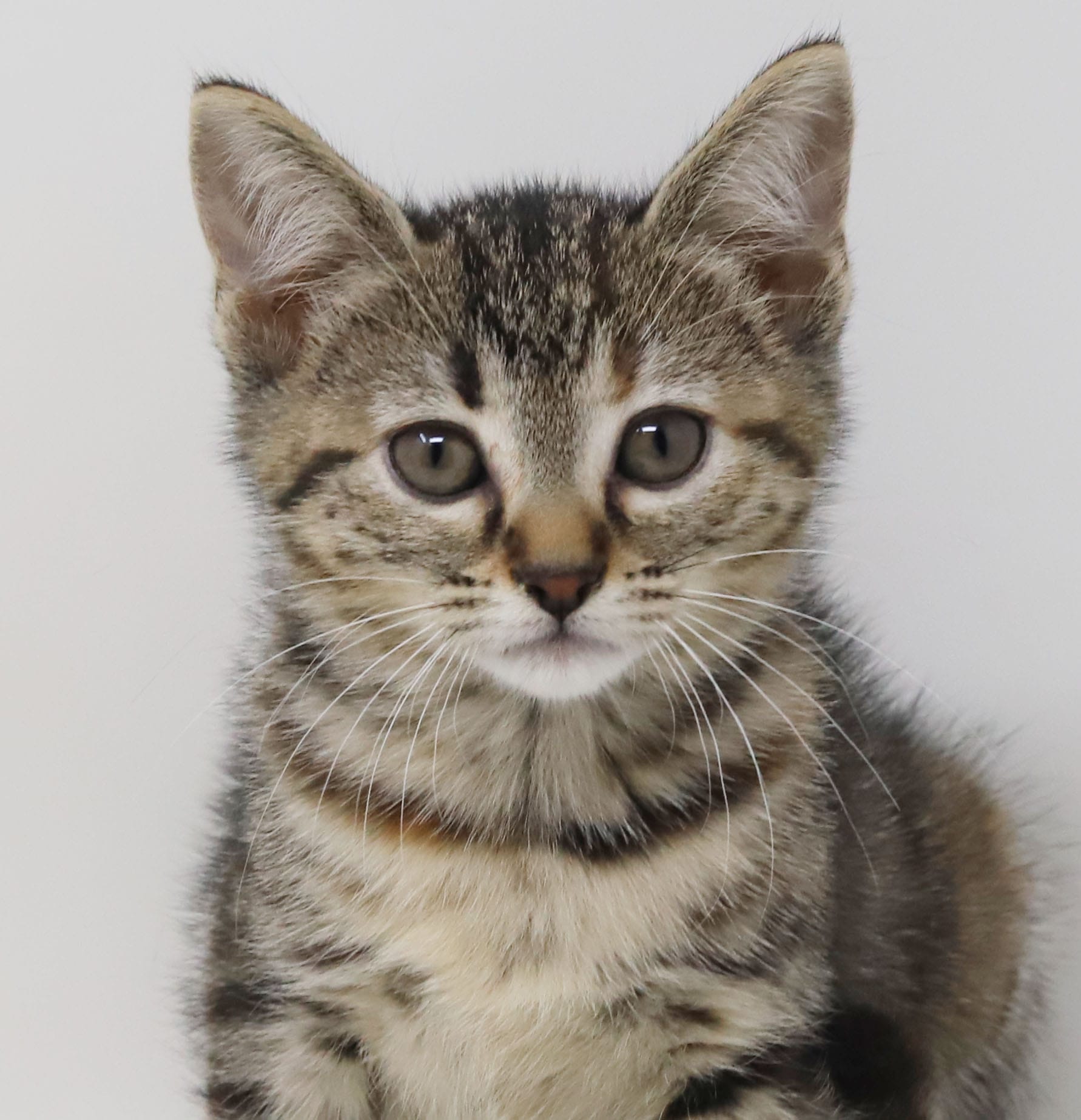 Adopt Sassy! Our stunning torbie sweetie! Mirror twin to Sasha! Today ...