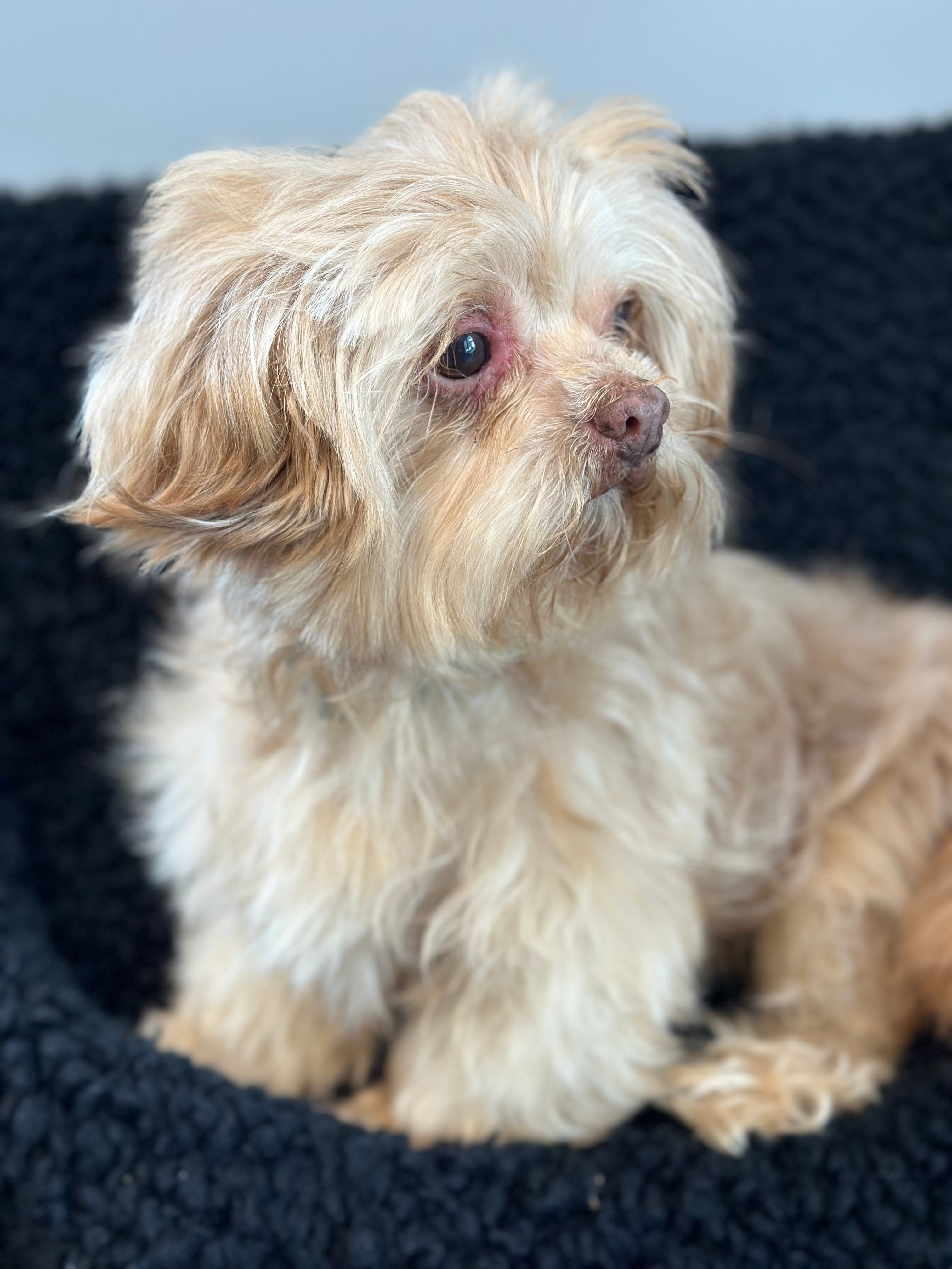 Adopt Jimmy Buffett Today - Pets TheCountyOffice