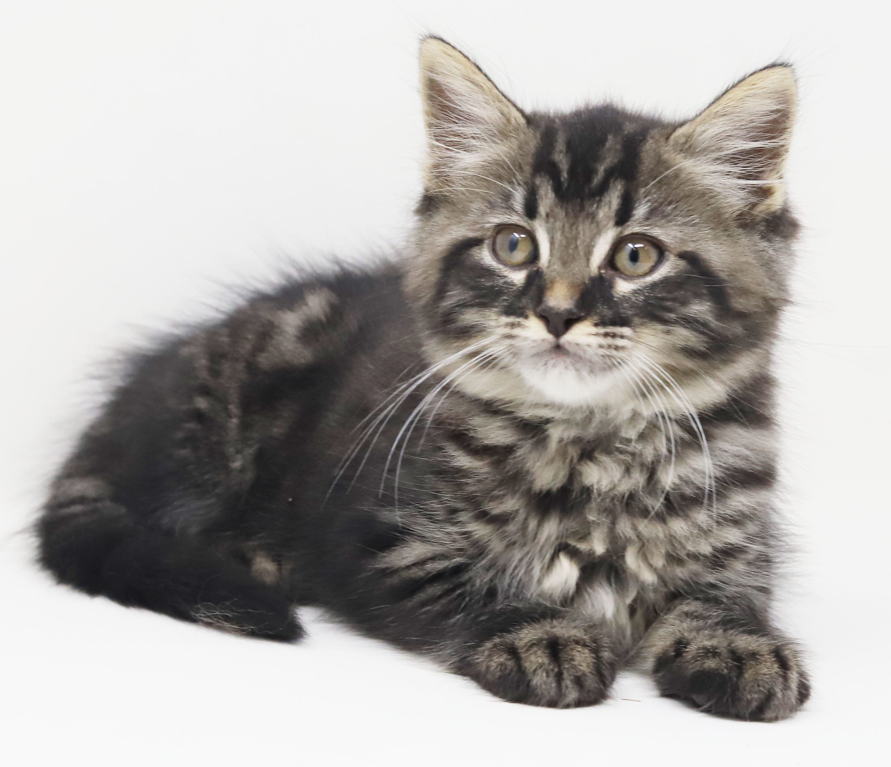 Adopt Simon is surely the snuggiest snuggler! Today - Pets TheCountyOffice
