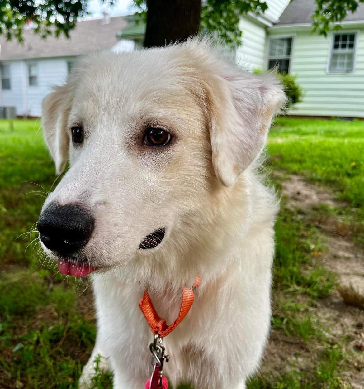 Dog Rescue in Laconia, NH - Find Paw Pal