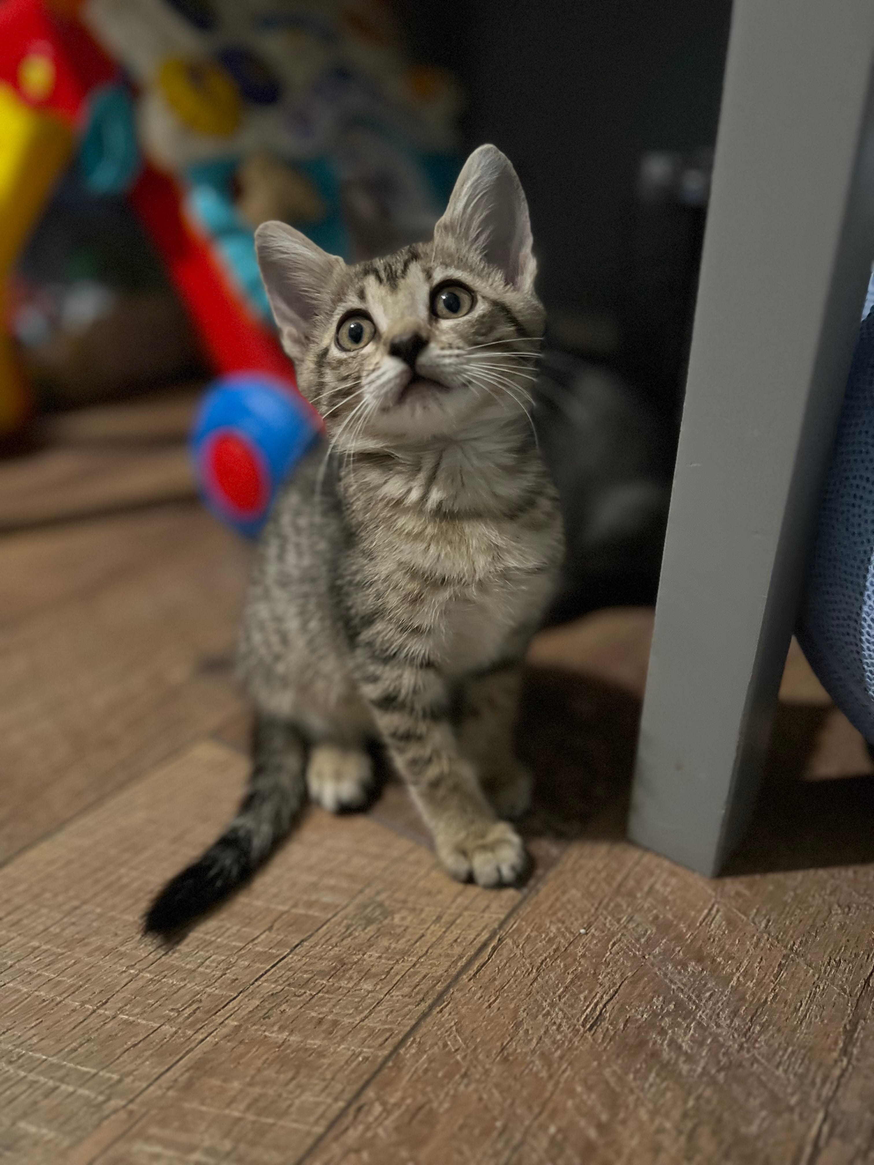 Adopt Baggers - Riley Fuzzel Petsmart Today - Find Paw Pal