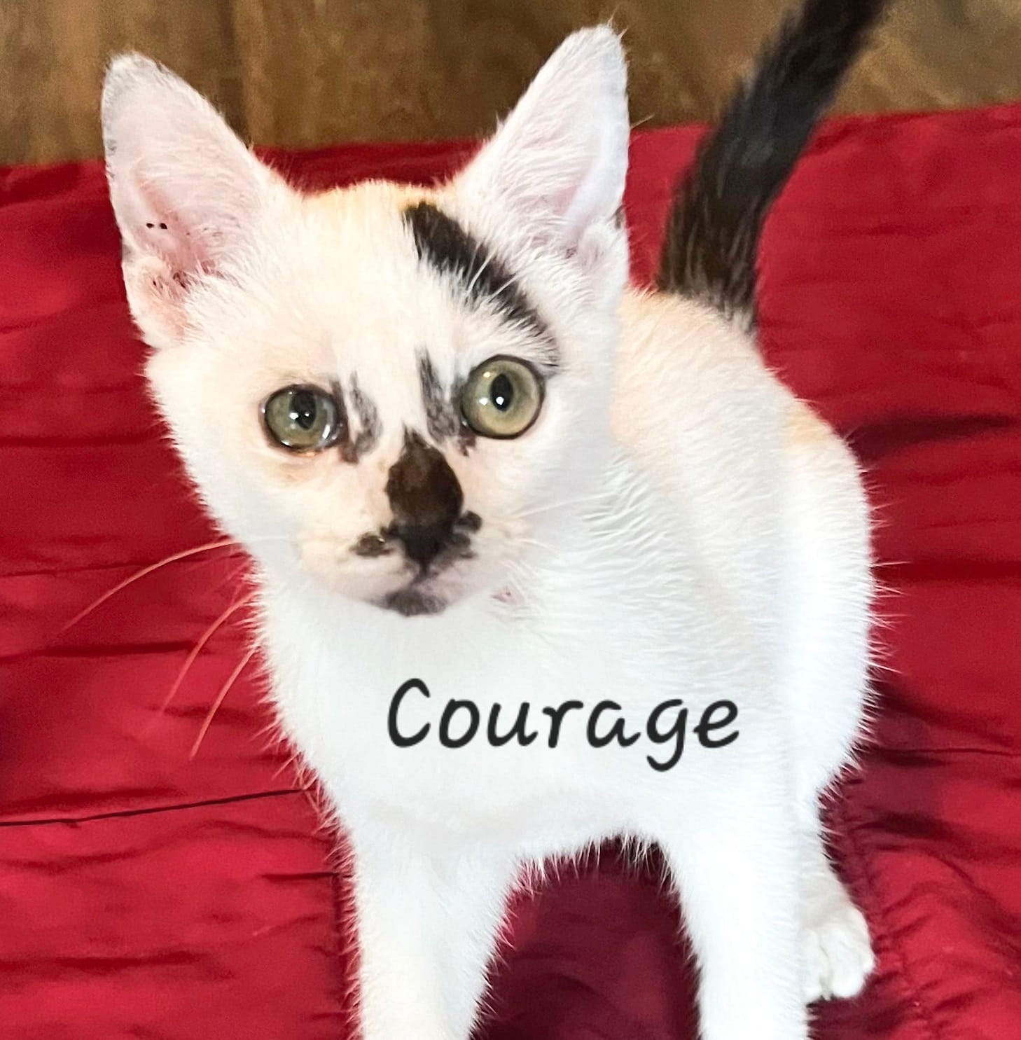 Adopt Courage #Chill-Kitty Today - Find Paw Pal