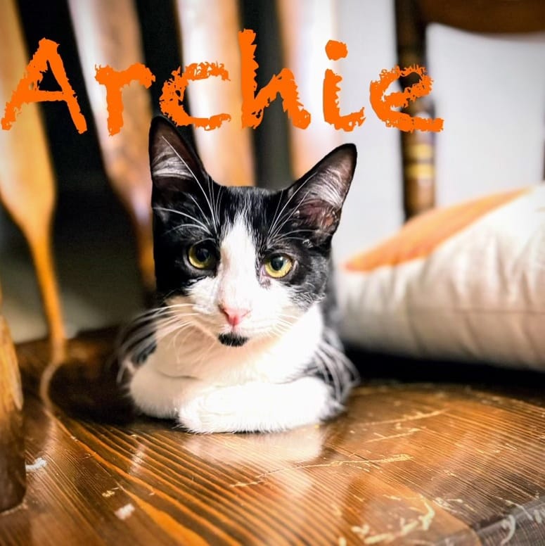 Adopt Archie Today - Pets TheCountyOffice