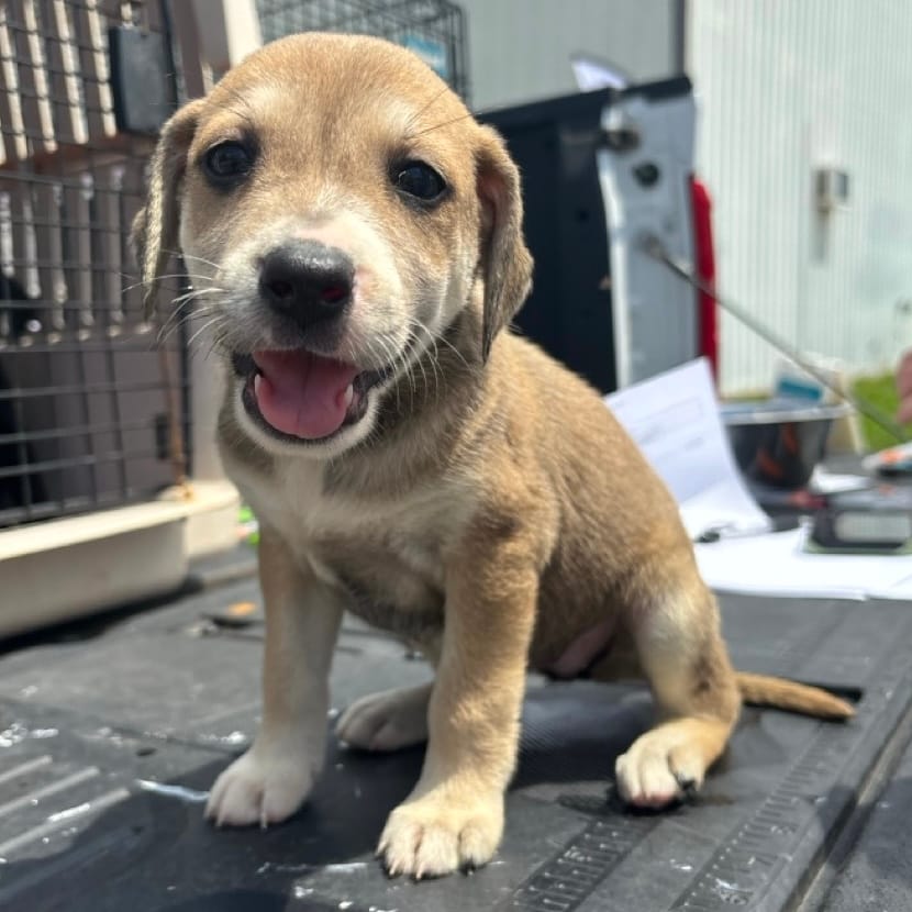 Adopt Lady Bug Today - Pets TheCountyOffice